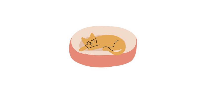 Tout savoir sur l'abonnement Ziggy : alimentation saine pour chat