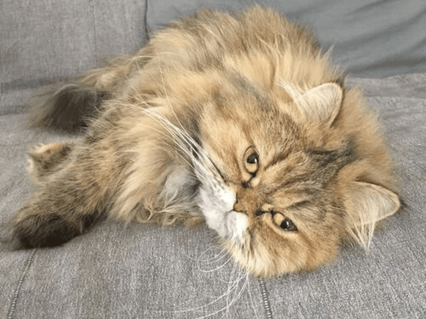 Alimentation chat Persan : Comment nourrir mon chat ? – Ziggy