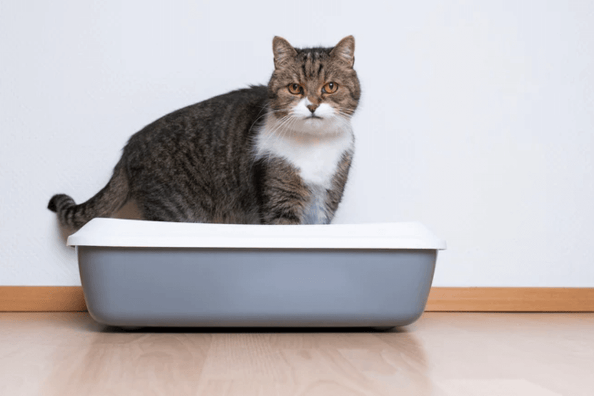 My cat is constipated: why and how to fix it? – Ziggy