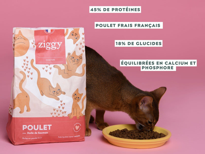 Croquettes chaton : 4 critères pour bien les choisir – Ziggy