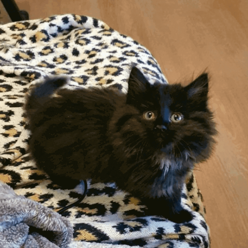 Plus de 200 noms de chat en U pour 2023 – Ziggy