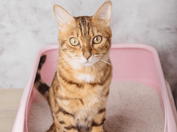 Que disent les selles de mon chat sur sa santé ? – Ziggy